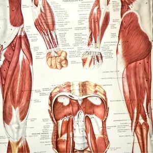 Art | The Muscular System Anatomical Chart Laminated Wall Hanging Print ...